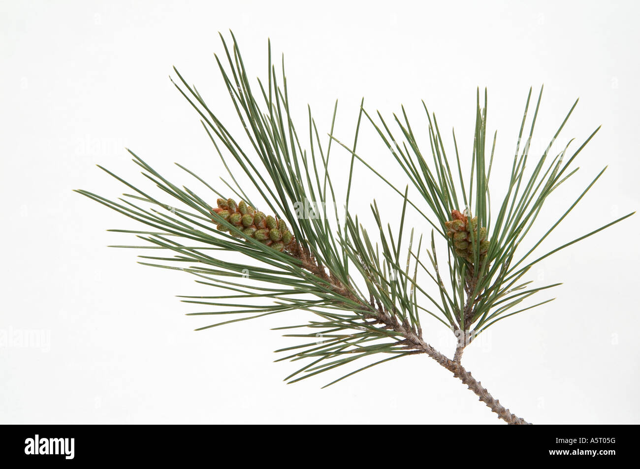 Pine tree branch Stock Photo - Alamy