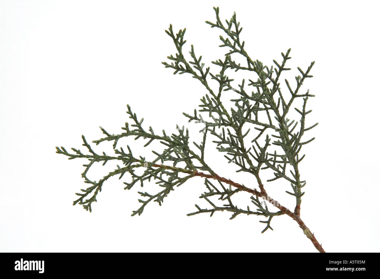 Cypress branch plants hi-res stock photography and images - Alamy