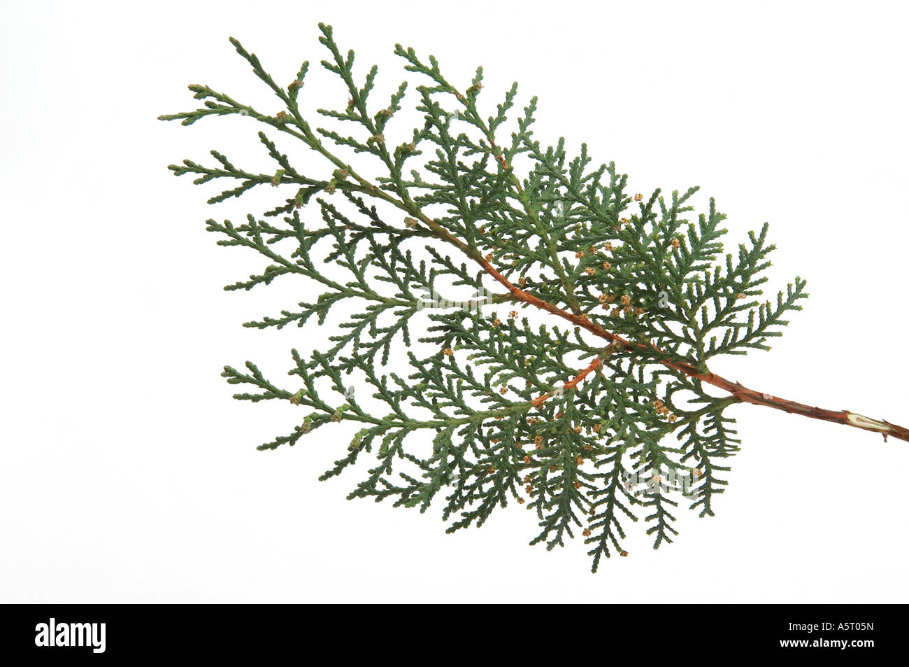 Cypress branch Cut Out Stock Images & Pictures - Alamy