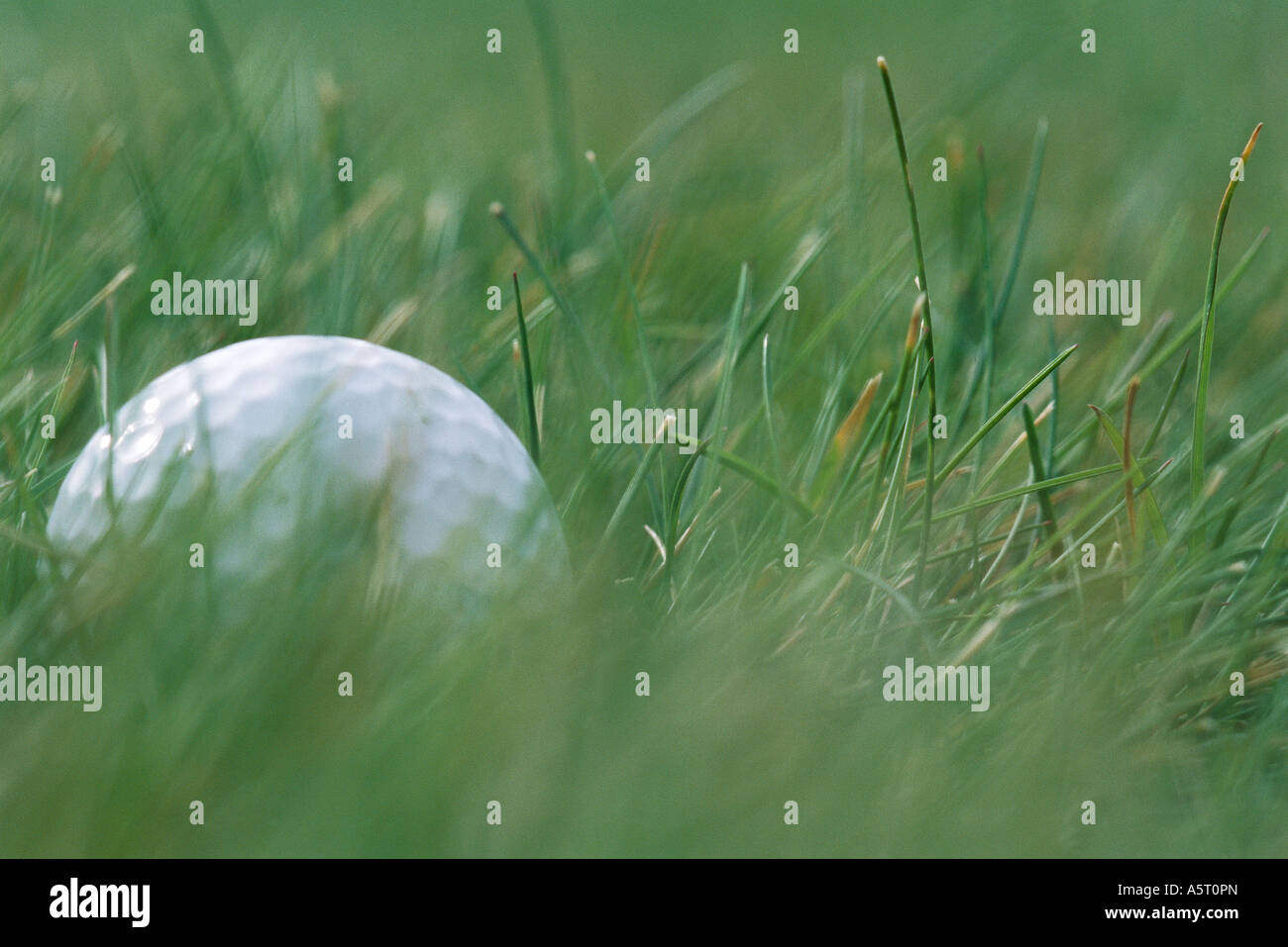 Golf ball in grass, extreme close-up Stock Photo - Alamy