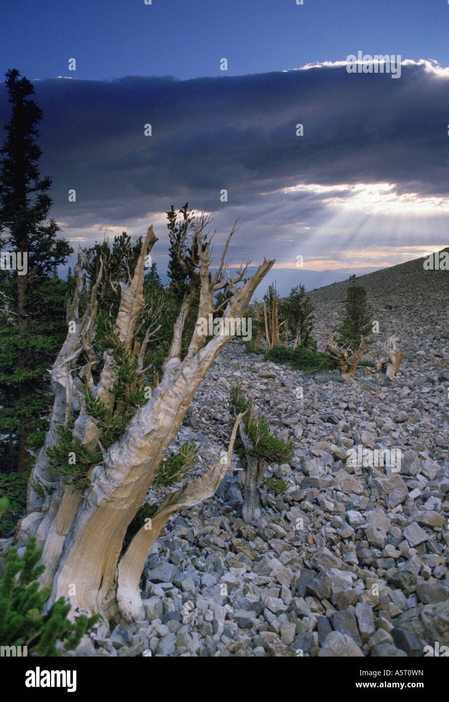 Ancient Bristlecone pines trees Bristlecone National Park Nevada Stock ...