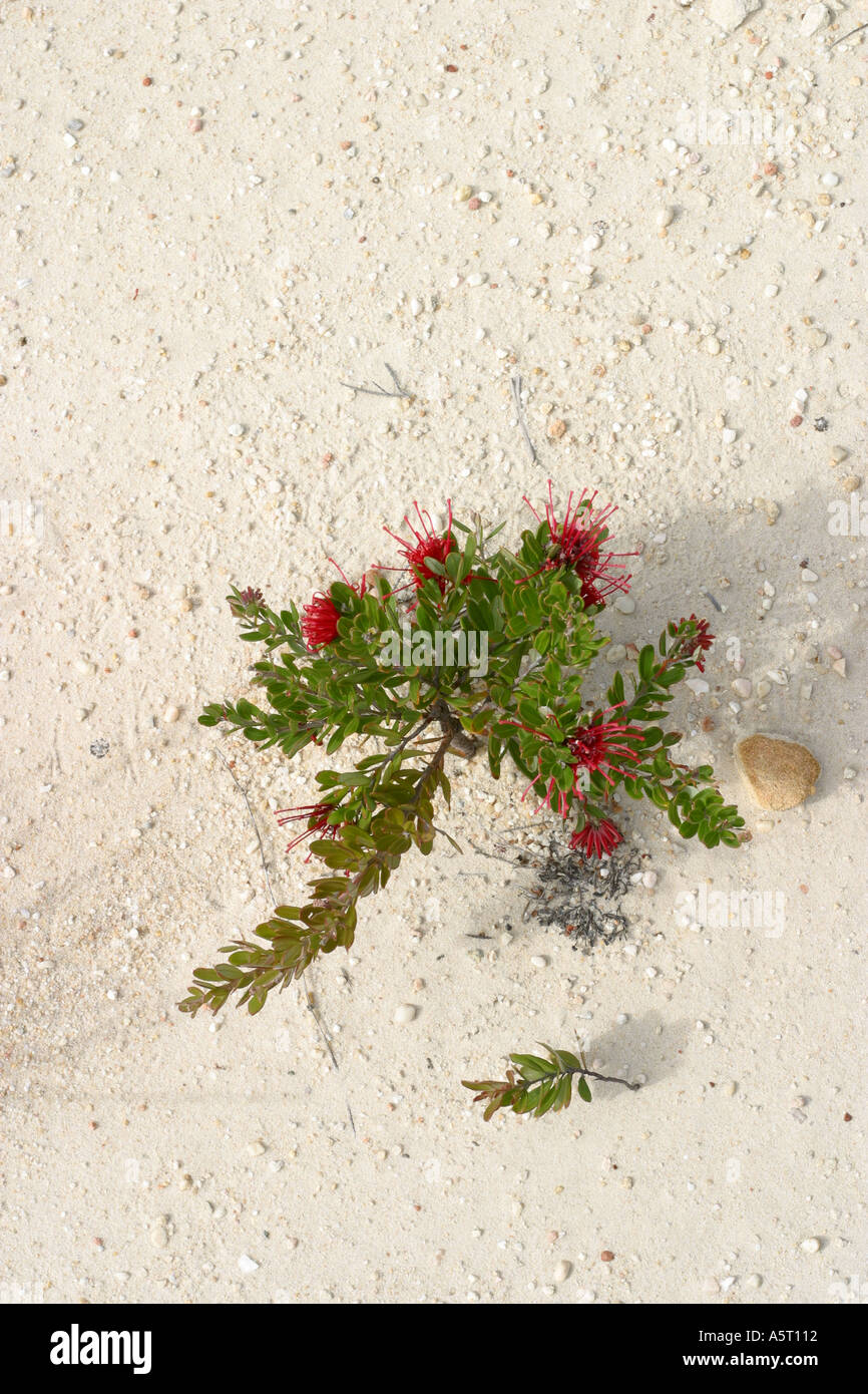 Australian heathland hi-res stock photography and images - Alamy