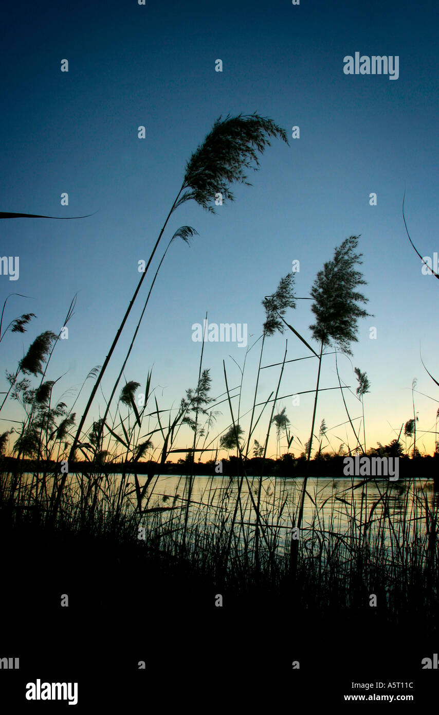 Reeds and rushes hi-res stock photography and images - Alamy