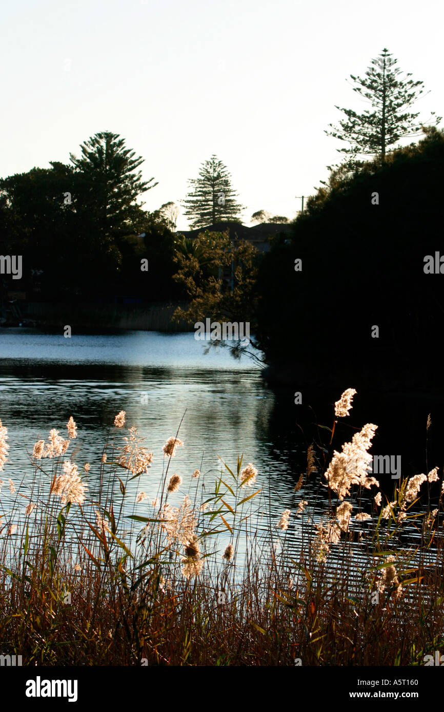 Reeds in clean environment Stock Photo - Alamy