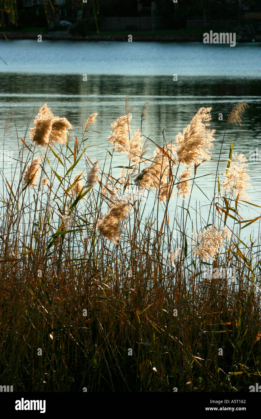 Still river water hi-res stock photography and images - Alamy