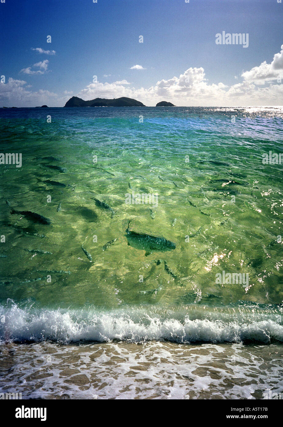 Feeding fish in the clean waters of the Pacific Ocean at Neds Beach ...