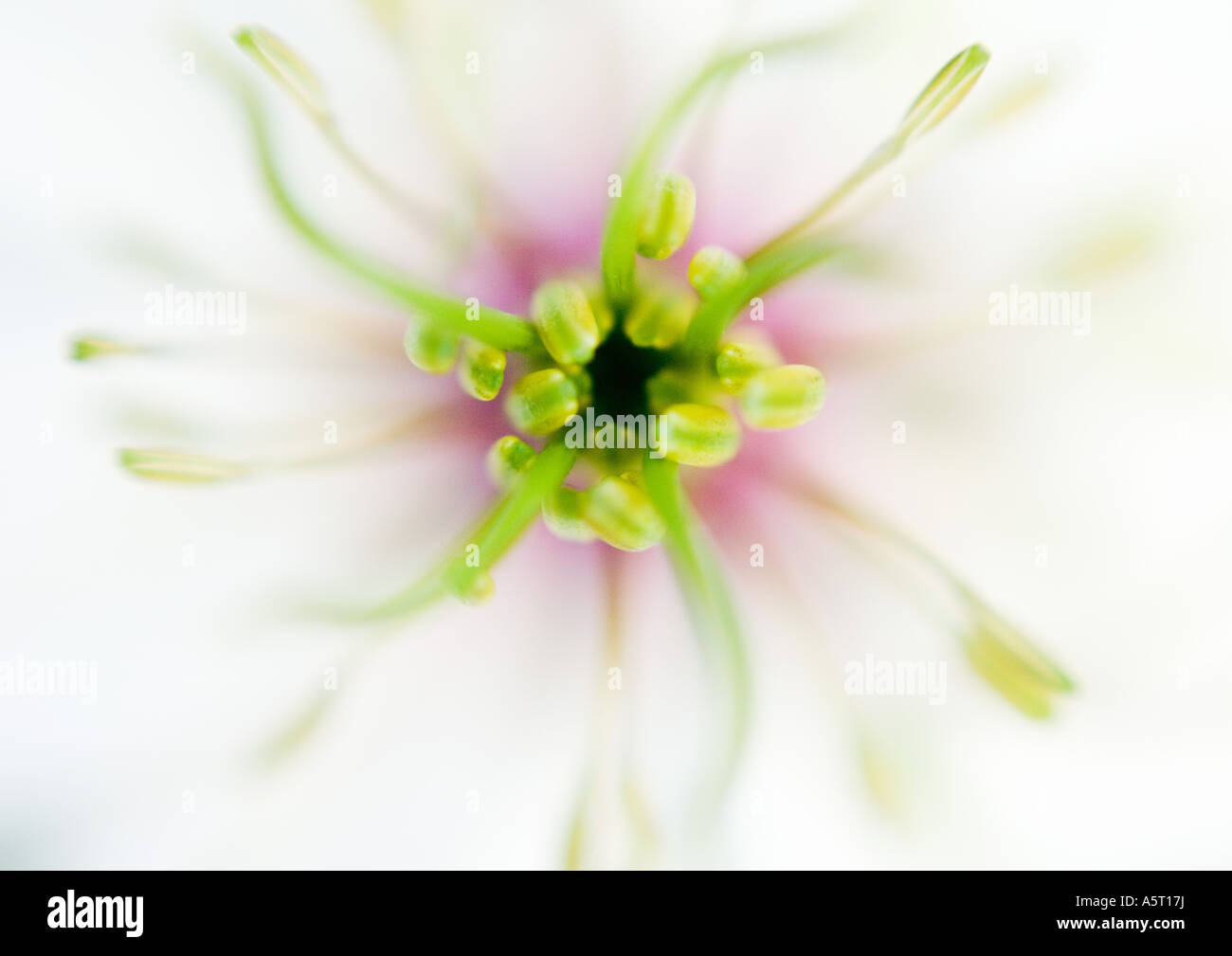 Flower sepal and stamen, extreme close-up Stock Photo - Alamy