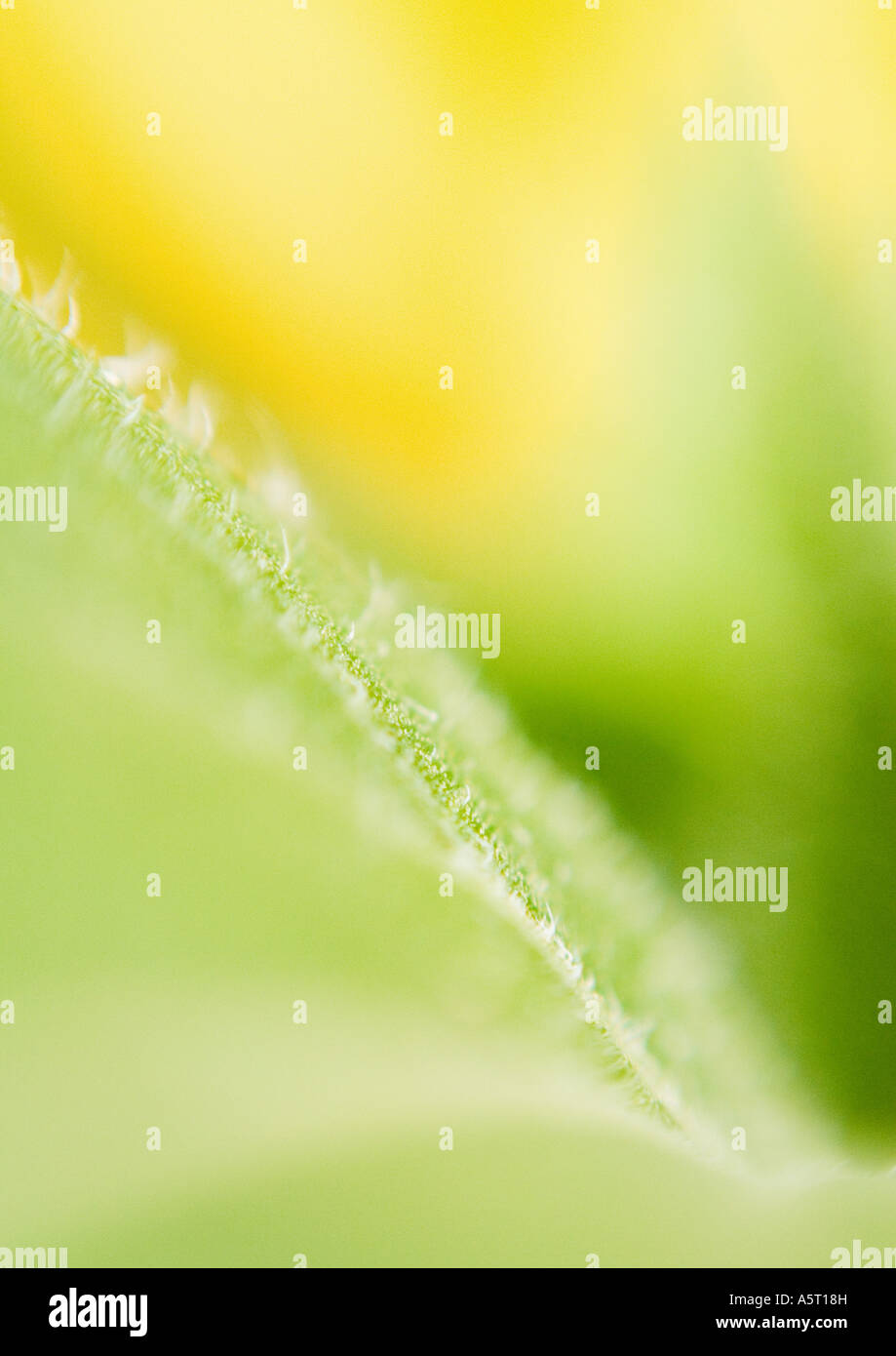 Leaf, extreme close-up Stock Photo - Alamy