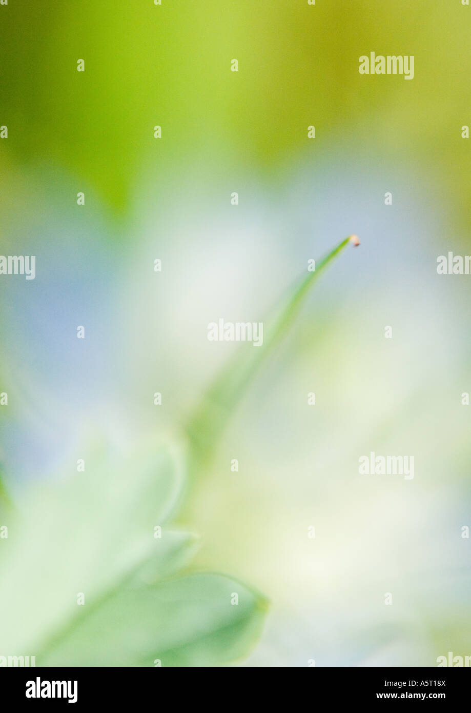 Leaf, extreme close-up Stock Photo - Alamy