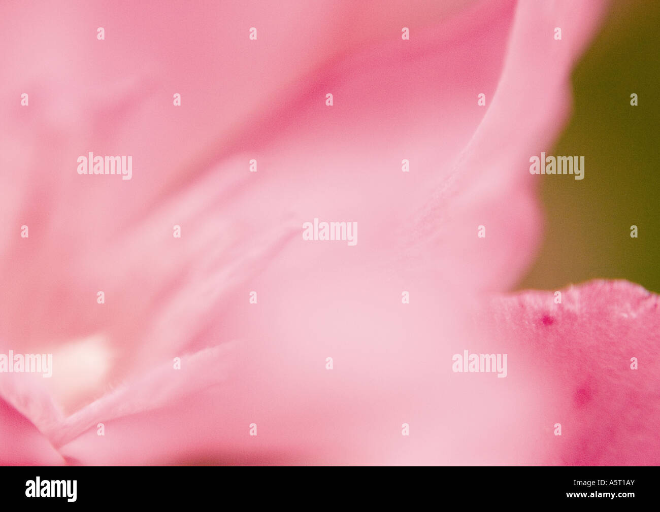 Flower petal abstracts hi-res stock photography and images - Alamy