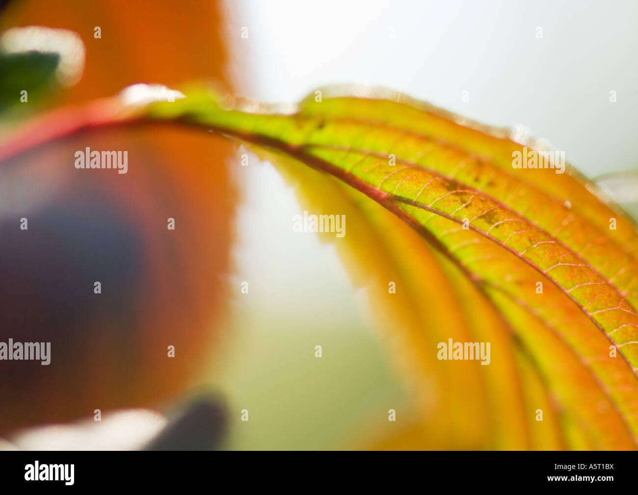 Empty leaf underneath hi-res stock photography and images - Alamy