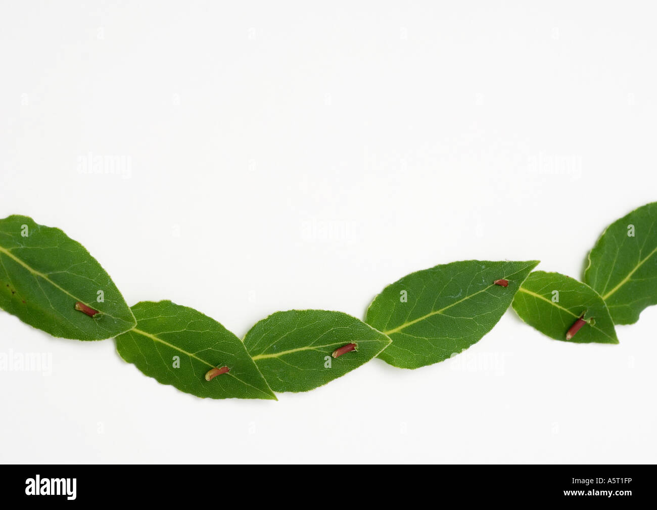 Chain of fresh laurel leaves Stock Photo - Alamy