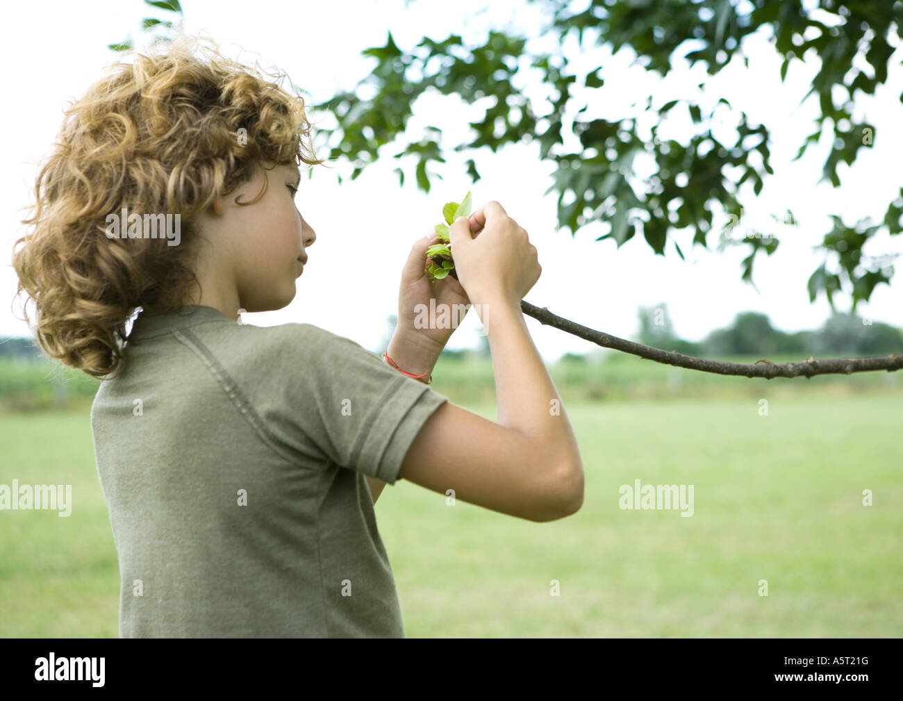 Boy looking at leaf on tree Stock Photo - Alamy