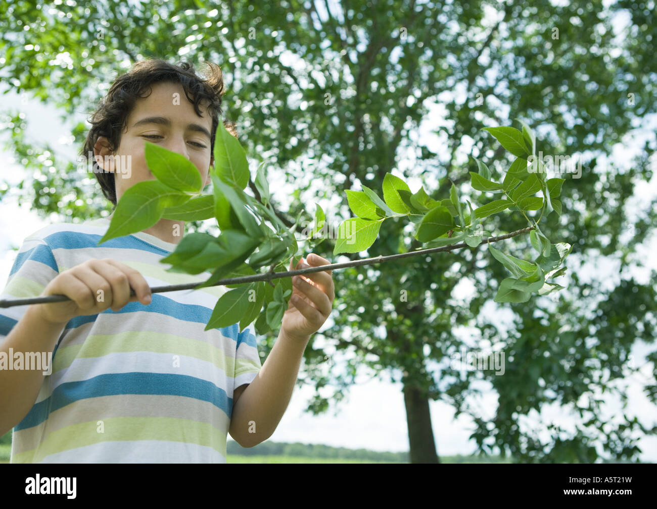 Boy holding branch Stock Photo - Alamy