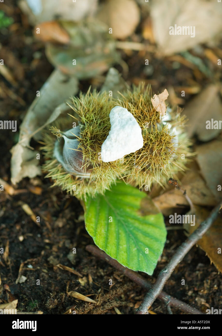 Chestnuts heart shape hi-res stock photography and images - Alamy