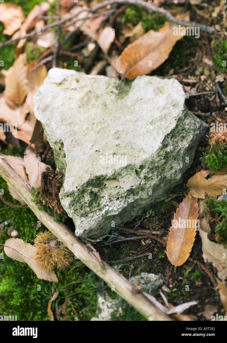 Wood branch chunk hi-res stock photography and images - Alamy