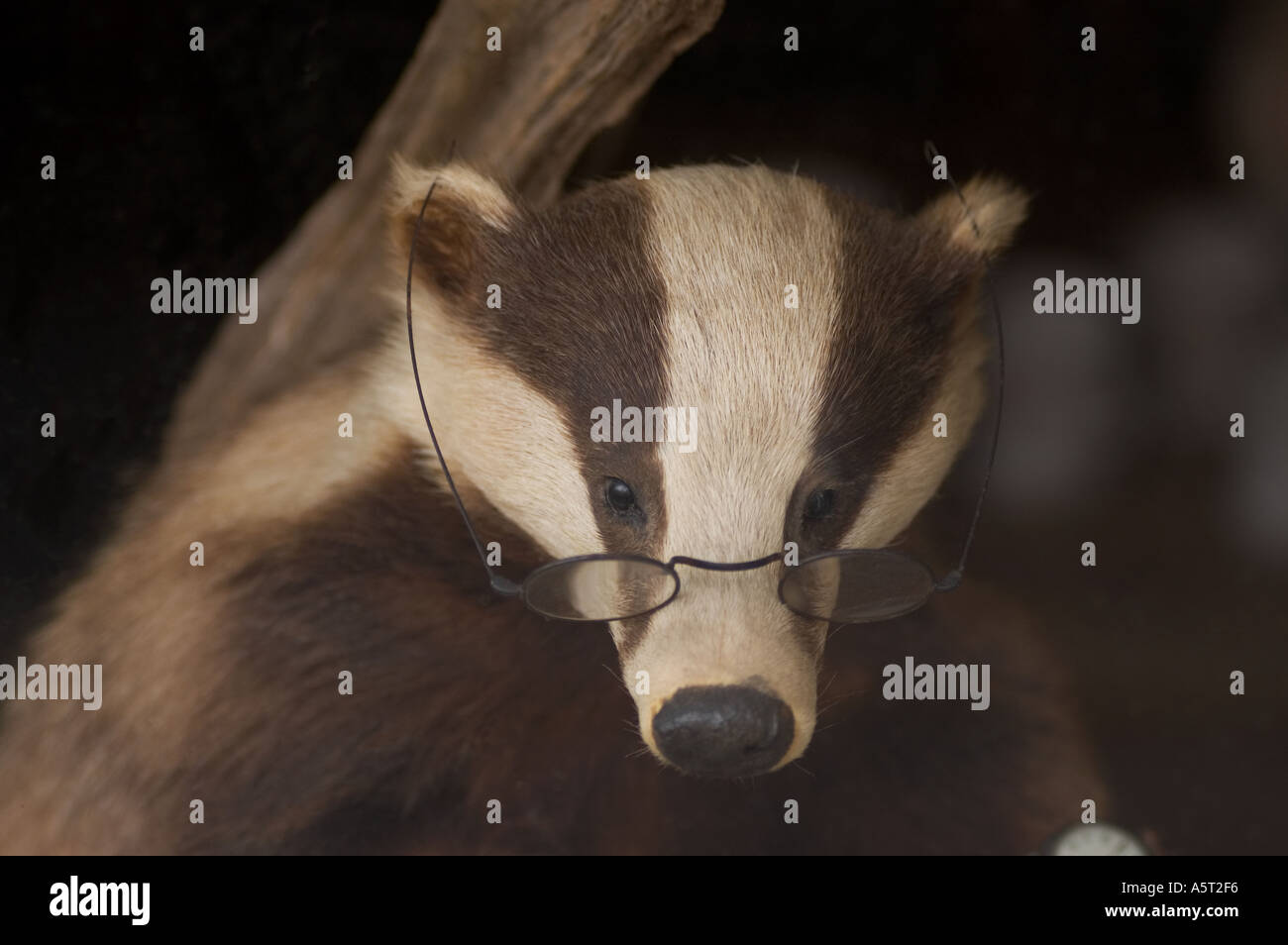 A stuffed badger wearing spectacles is seen in an opticians shop window ...