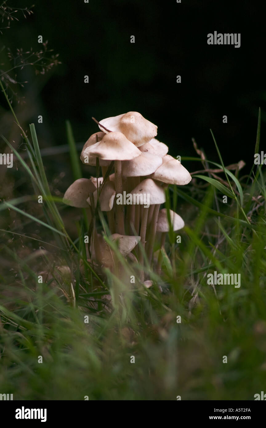 Close up toadstools fungi hi-res stock photography and images - Alamy