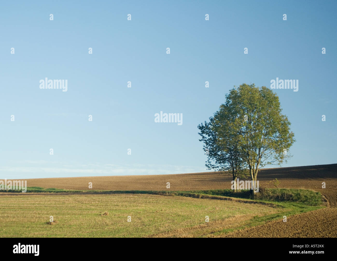 Tree trees horizon agriculture hi-res stock photography and images - Alamy
