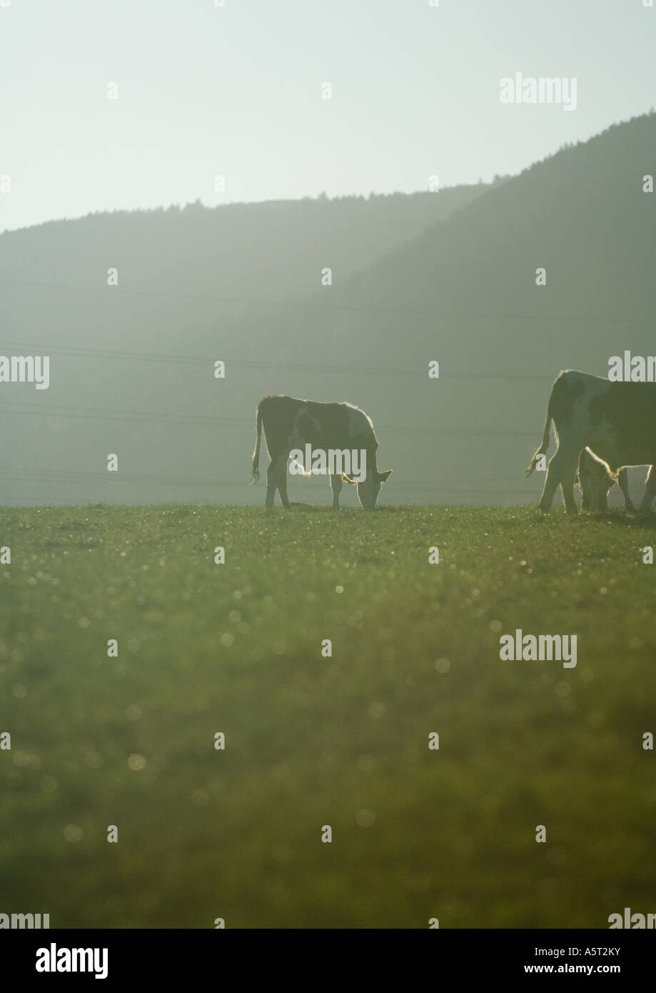 Grazing land without fences hi-res stock photography and images - Alamy