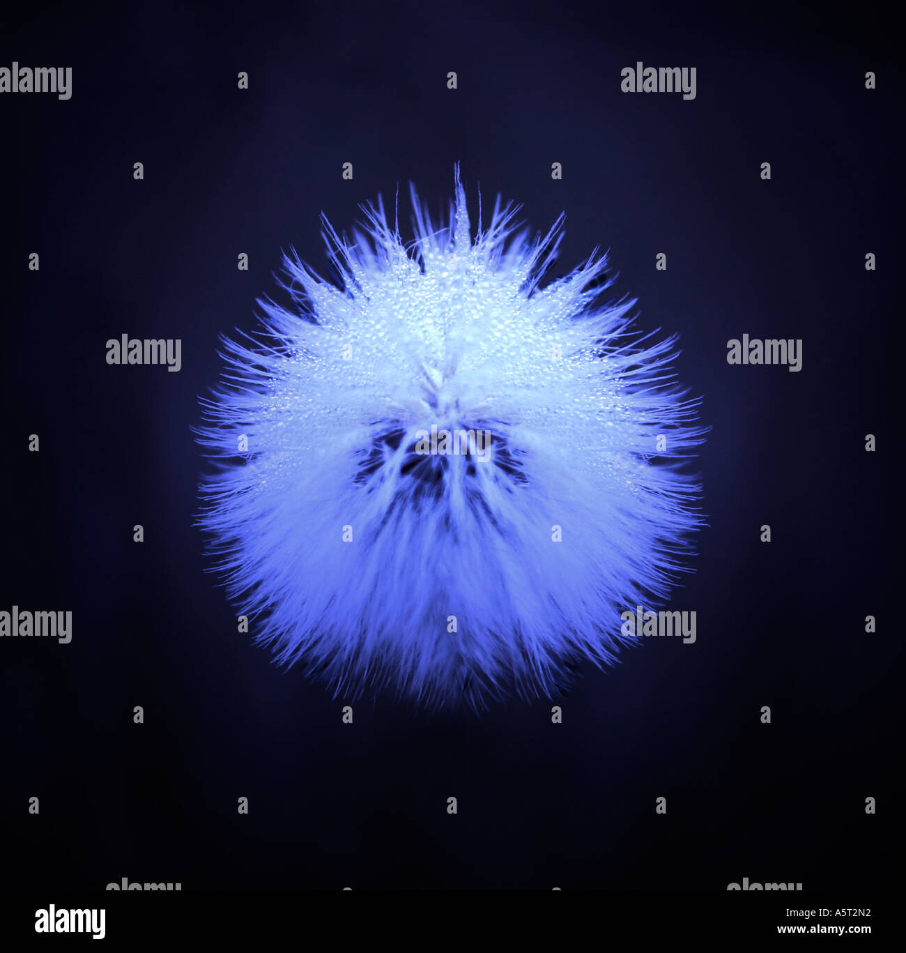Close up flower seeds. Morning dew. Blue. Black background. Back light ...