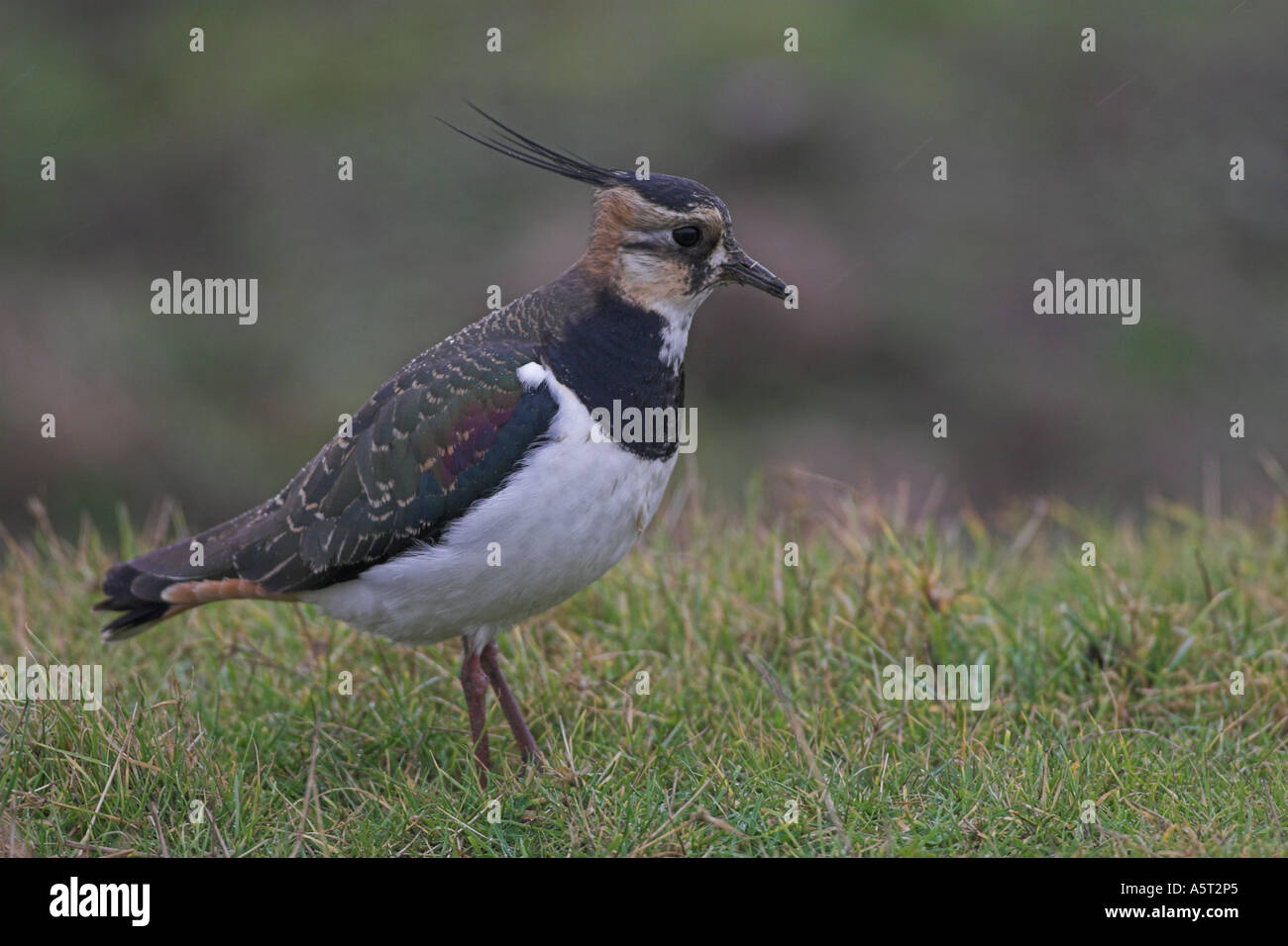 Lapwing Vanellus vanellus in rain agitating ground with foot Kent UK ...