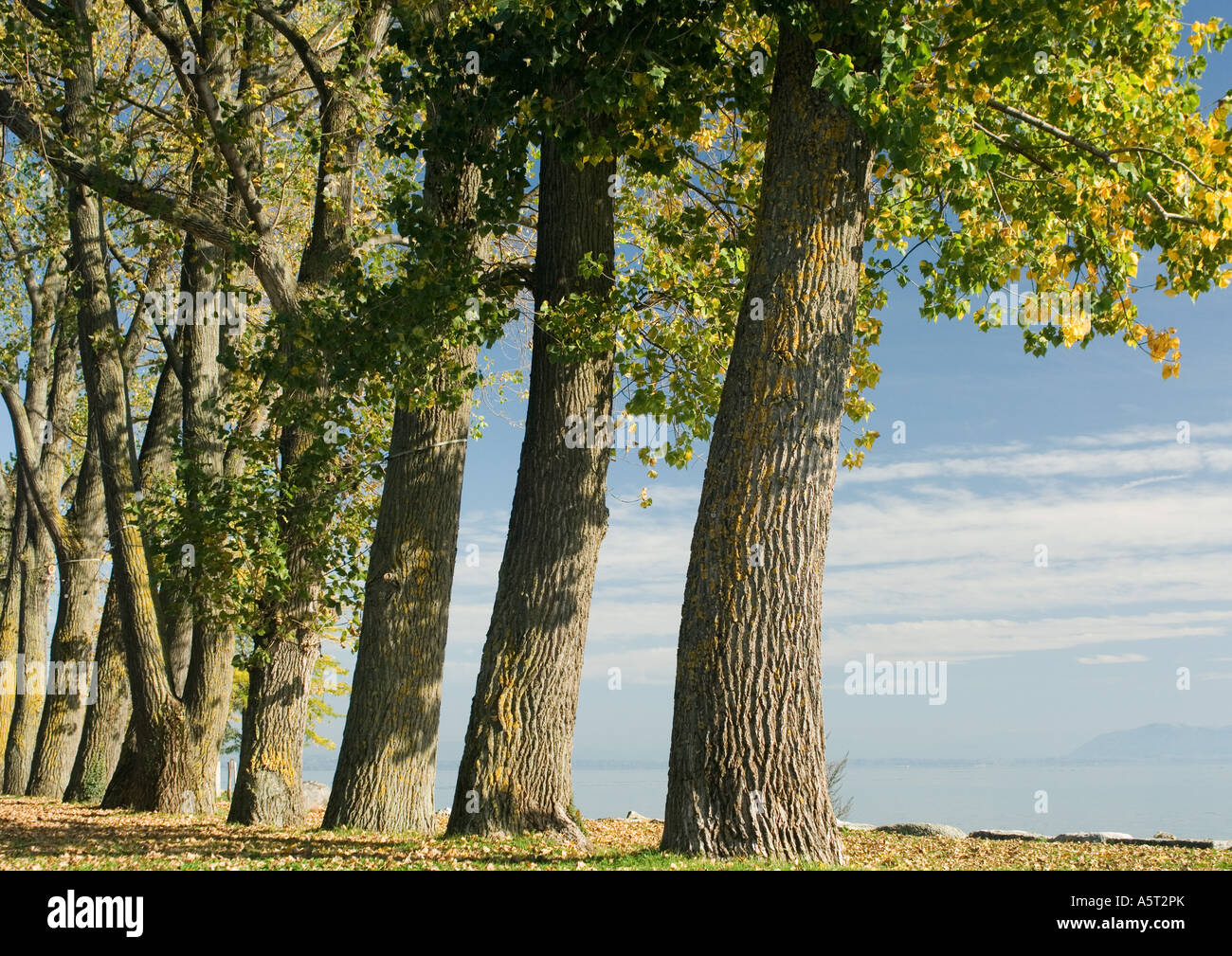 Line of trees Stock Photo - Alamy