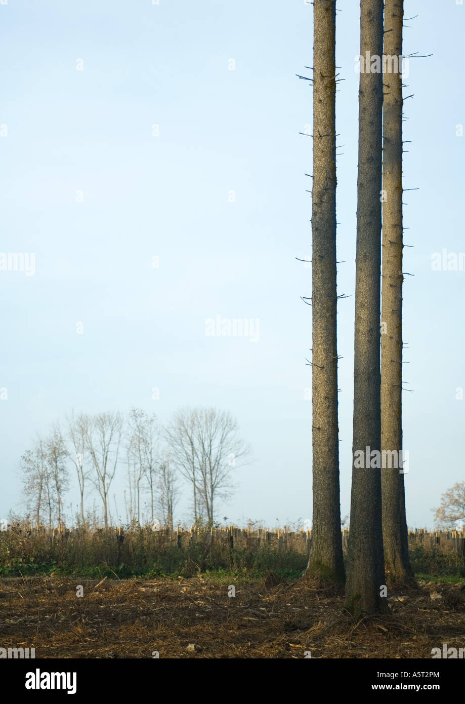 Tall Trunks High Resolution Stock Photography and Images - Alamy