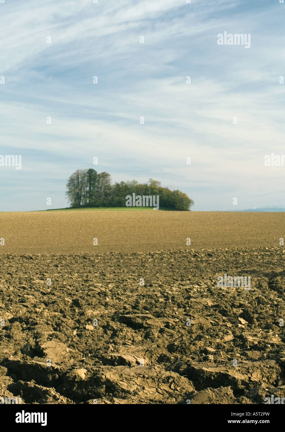Plowed field and grove of trees in distance, surface level view Stock ...