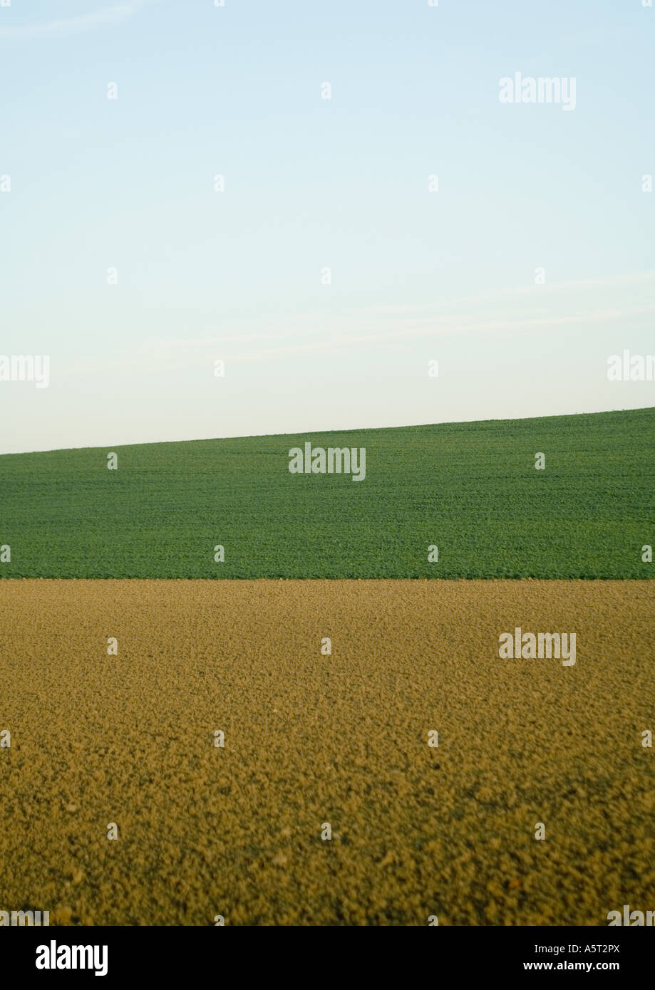 Field full of crops and empty hi-res stock photography and images - Alamy