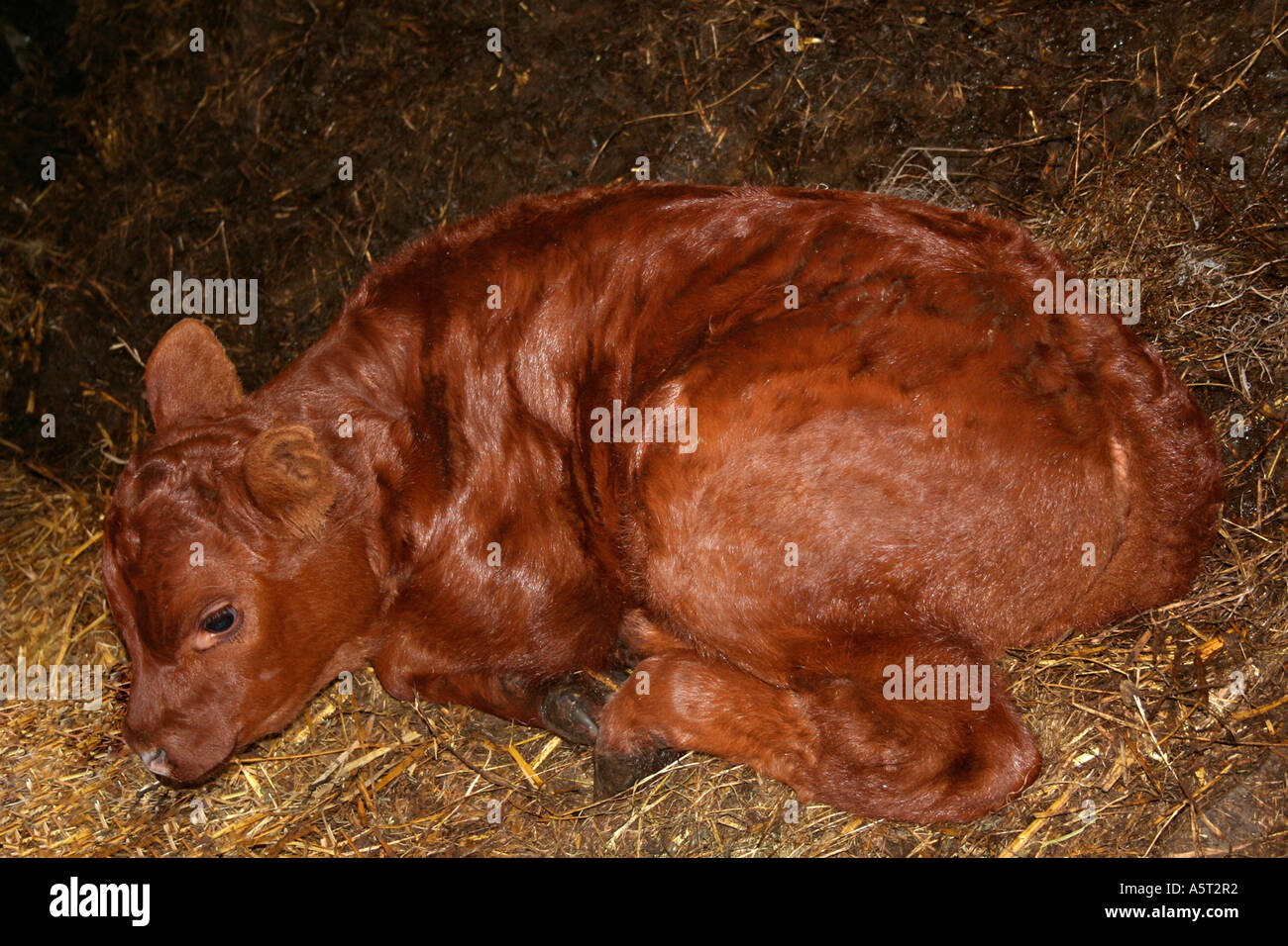 New born calf. Red Angus Beef cattle. Barn interior. Farm in Wales. UK ...