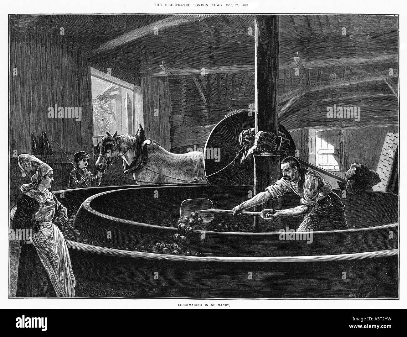 Victorian apple illustration Black and White Stock Photos & Images - Alamy
