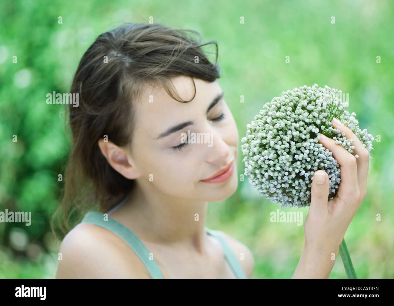 Three allium head hi-res stock photography and images - Alamy