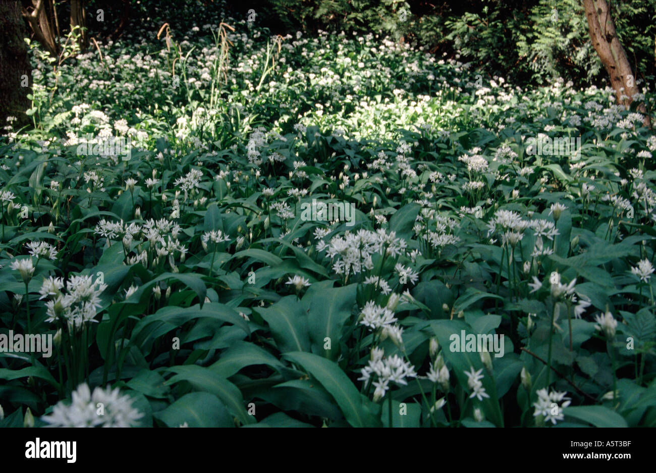 White wild garlic flower Cut Out Stock Images & Pictures - Alamy