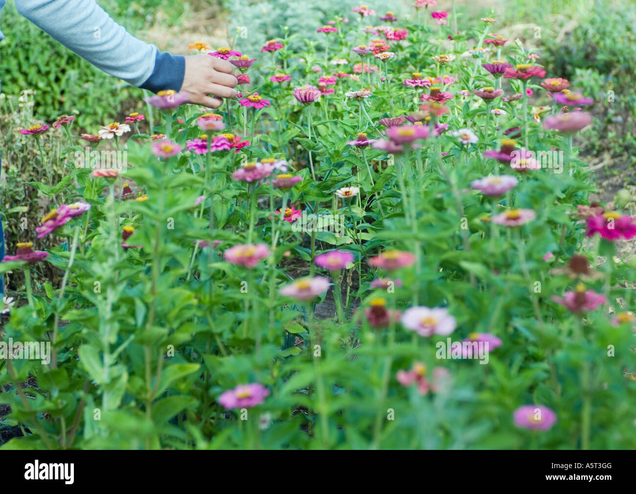 Man picking flower Stock Photo - Alamy
