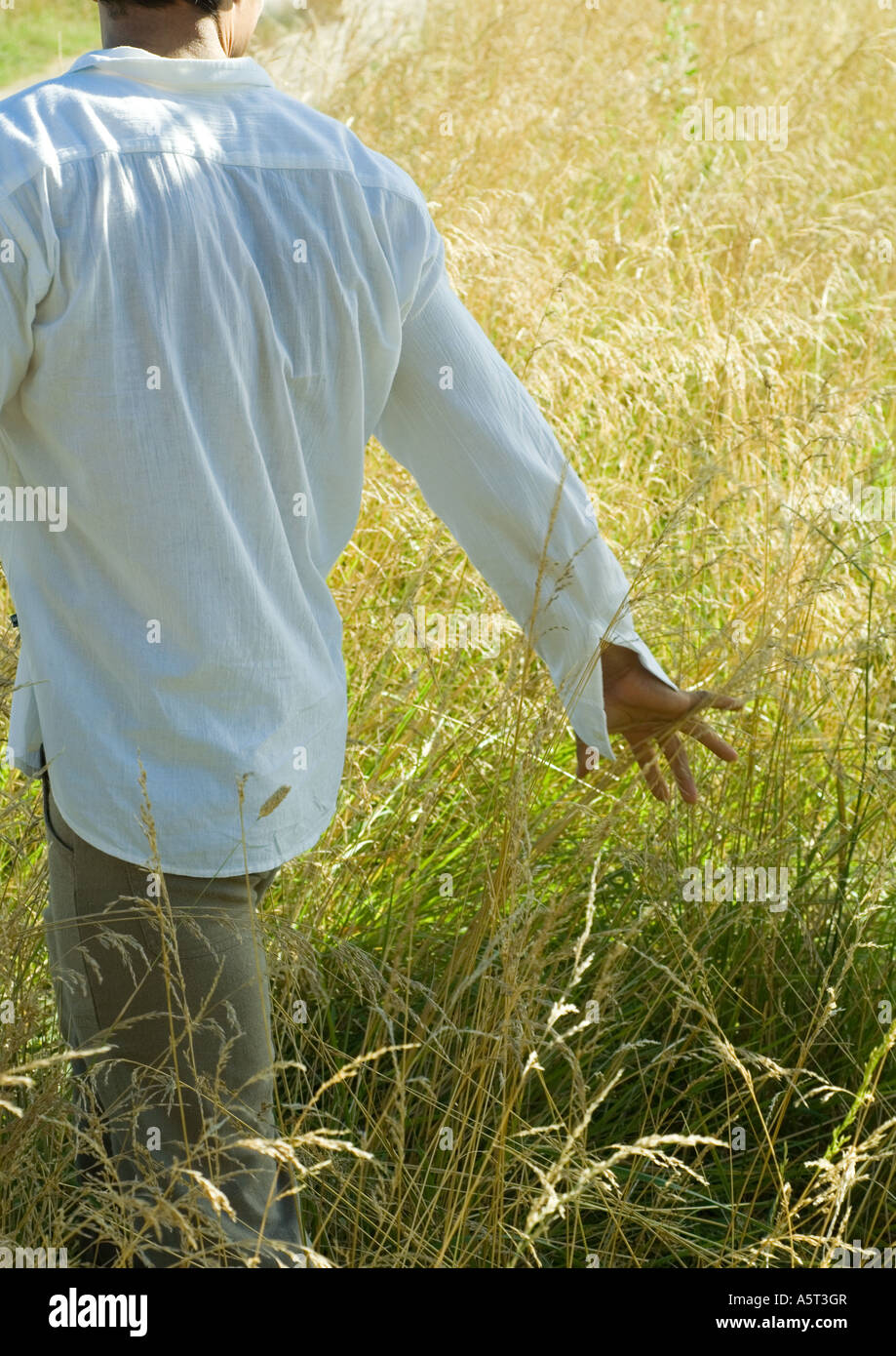 Man walking through field, touching tall weeds Stock Photo - Alamy