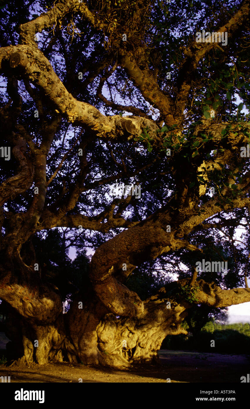 Old sycamore tree in Israel Stock Photo - Alamy