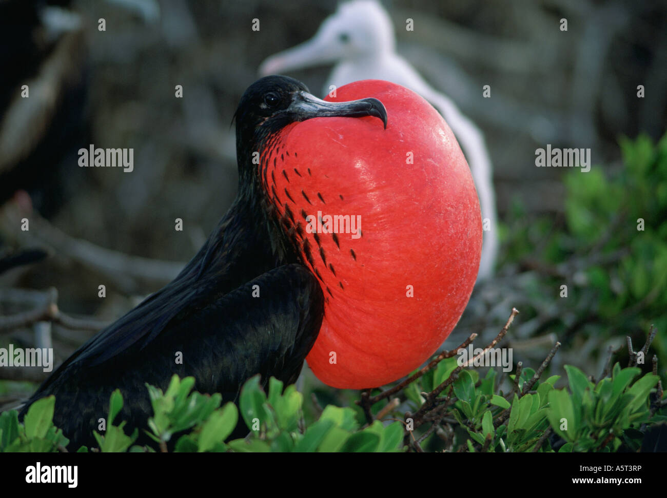 Male Magnificent Frigate Bird in full display Barbuda Island Caribbean ...