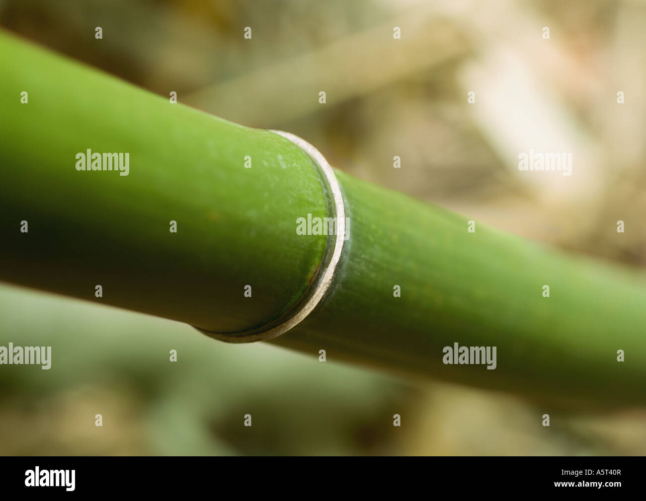 Bamboo stalk, close-up Stock Photo - Alamy