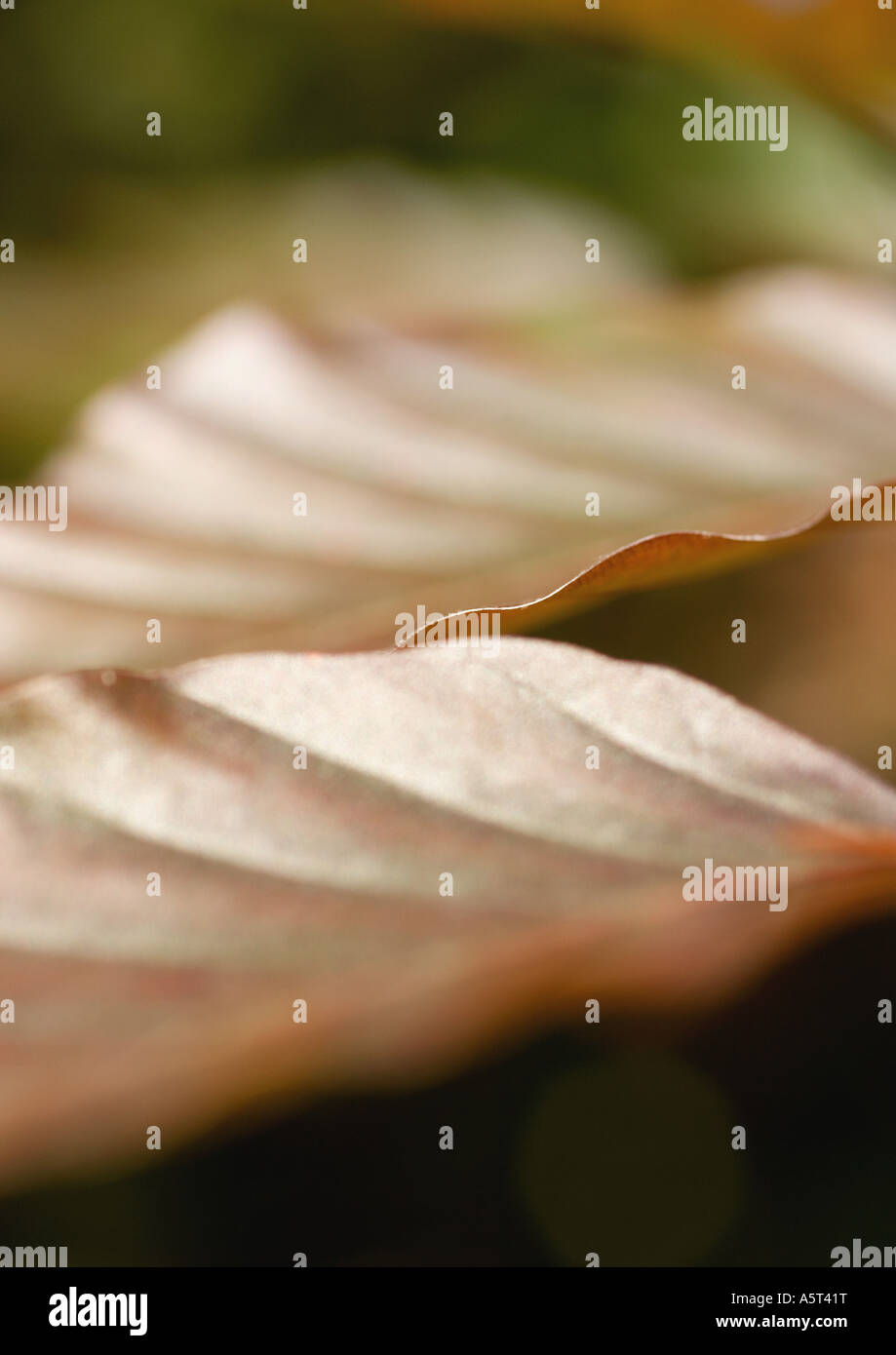 Leaves, extreme close-up Stock Photo - Alamy