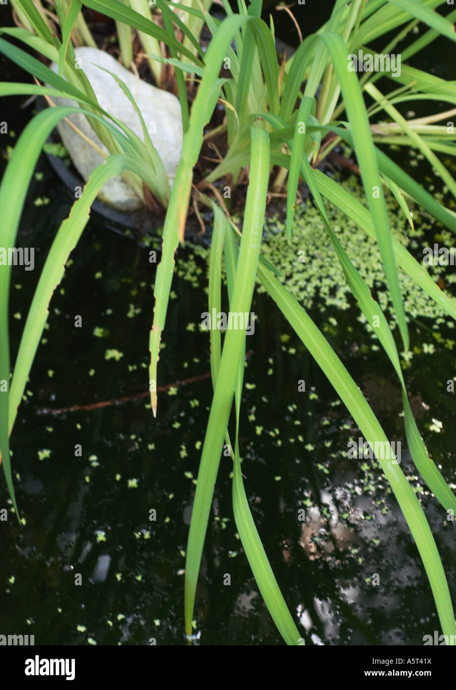 Aquatic weed plants hi-res stock photography and images - Alamy
