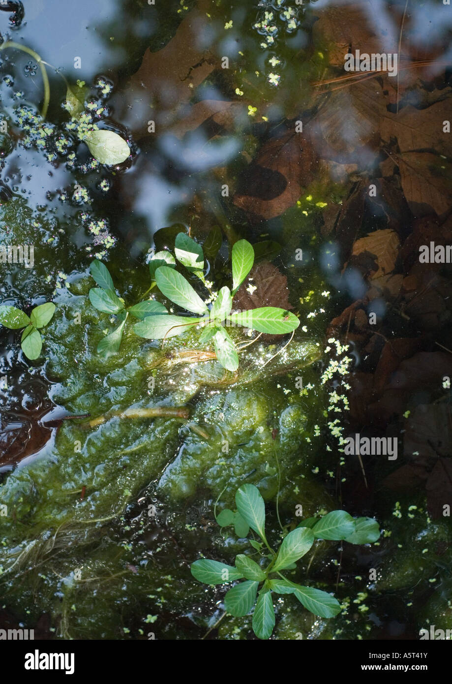 Surface of pond Stock Photo - Alamy