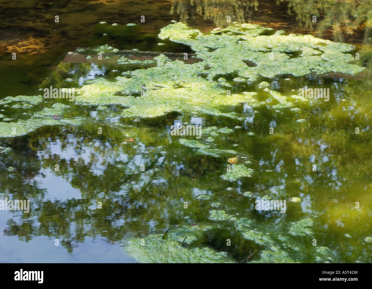 Duckweed growing on surface of pond Stock Photo - Alamy