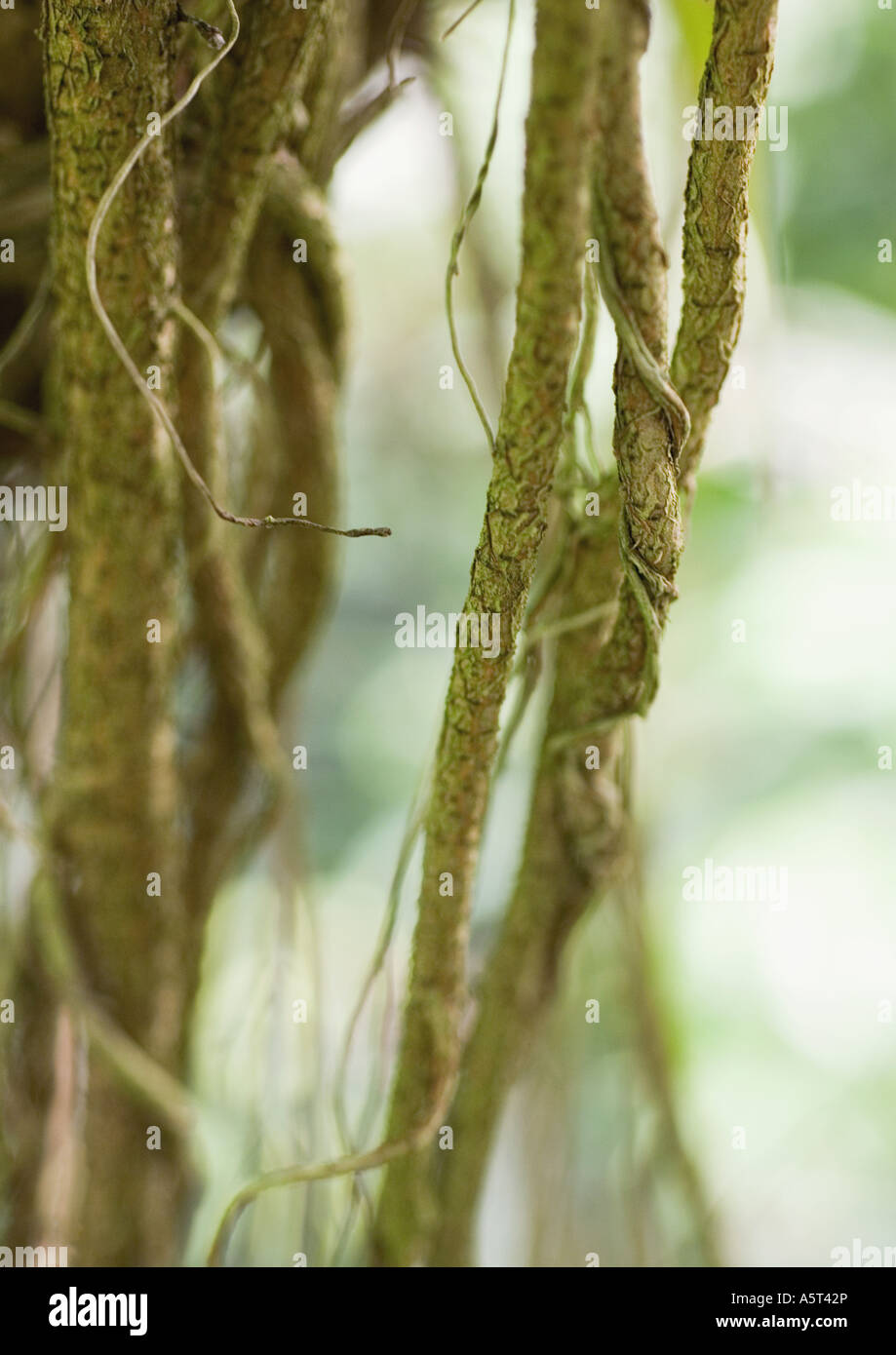 Vines hi-res stock photography and images - Alamy