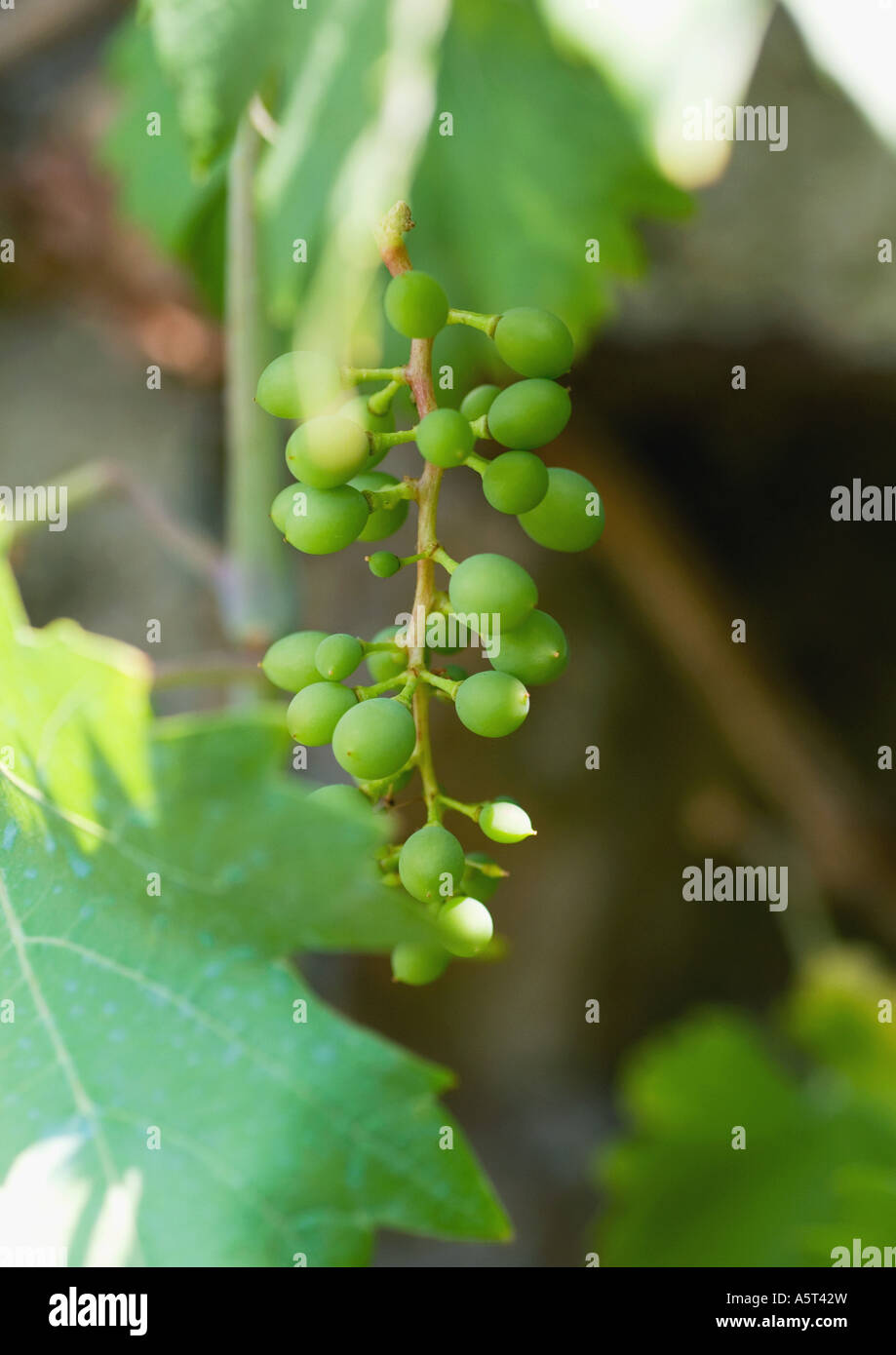 Young grapes growing on vine, close-up Stock Photo - Alamy