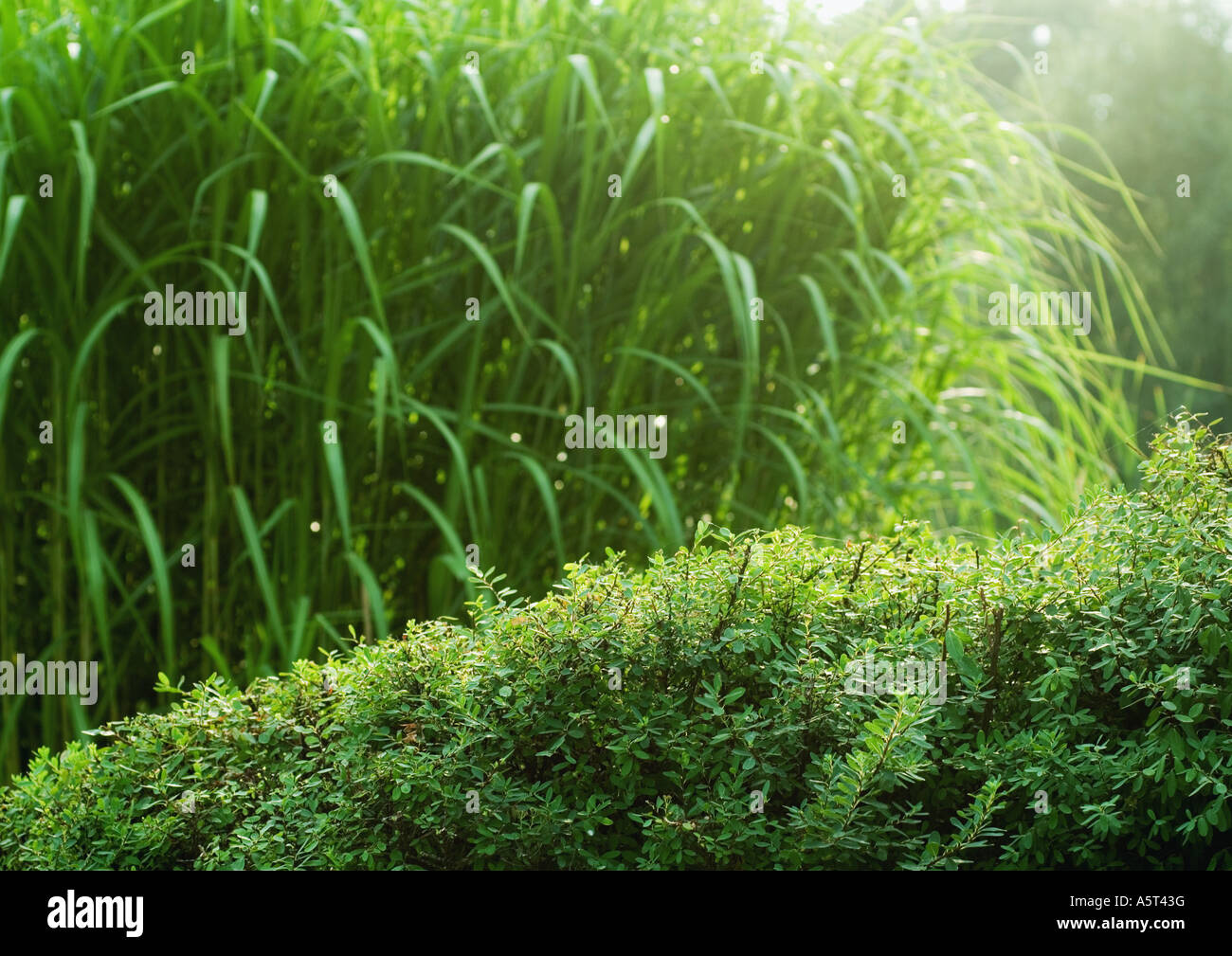 Lush greeneries hi-res stock photography and images - Alamy