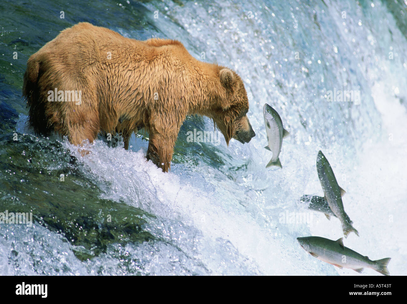 Alaskan brown grizzly bear with movable feast of salmon Katmai National ...