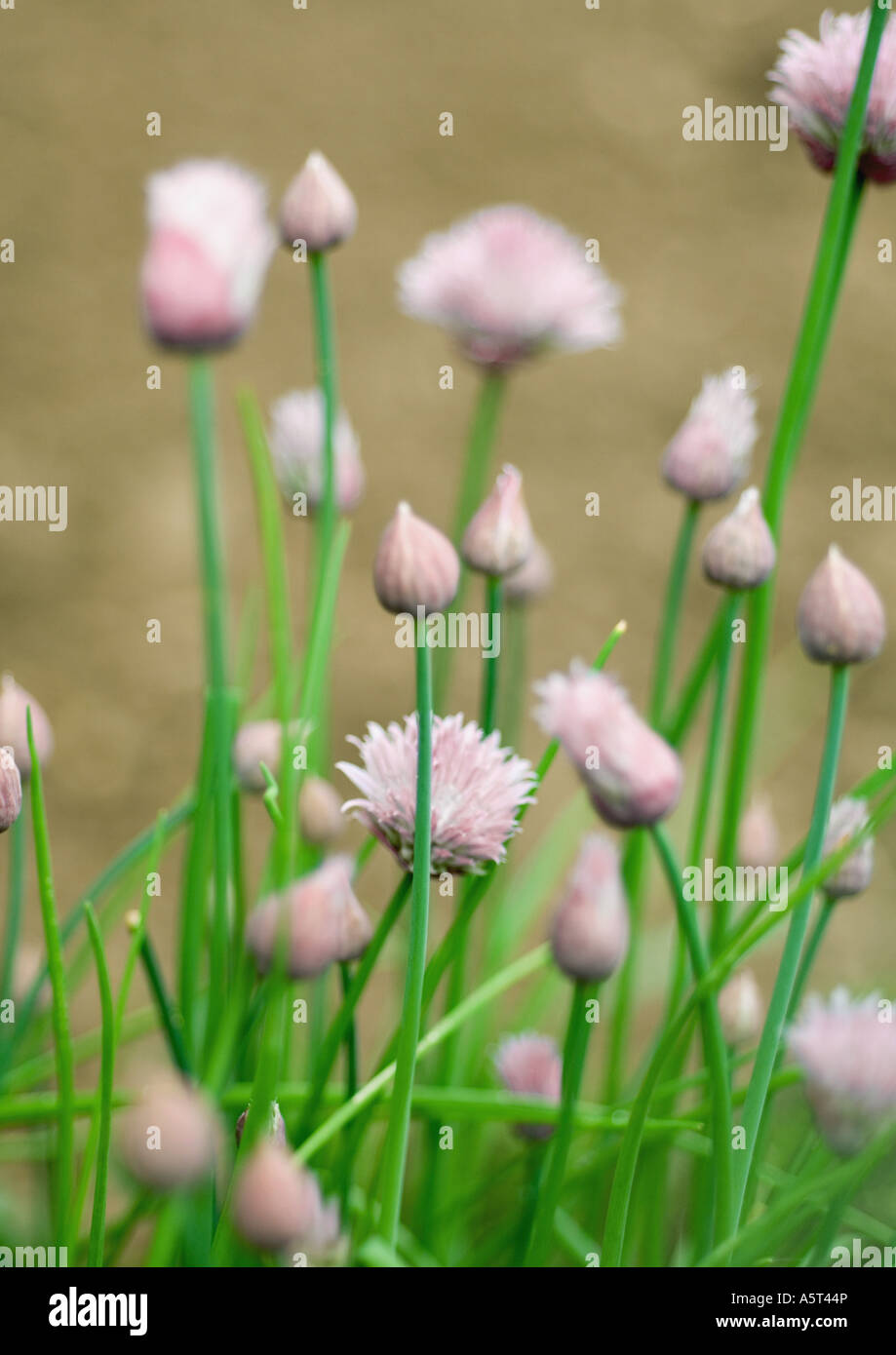 Budding chives hi-res stock photography and images - Alamy