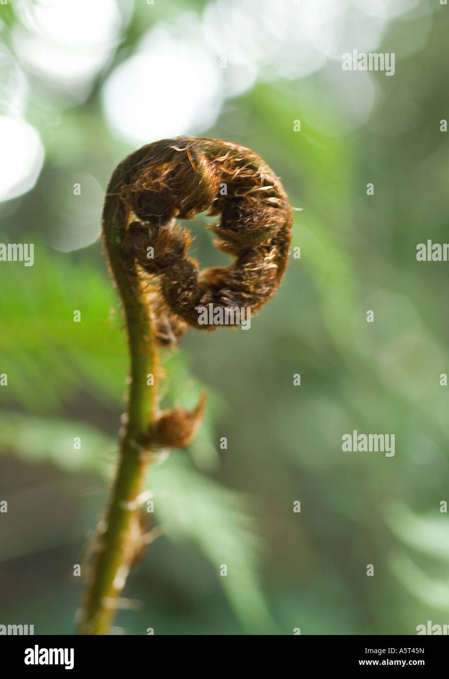 Fiddleheads people hi-res stock photography and images - Alamy