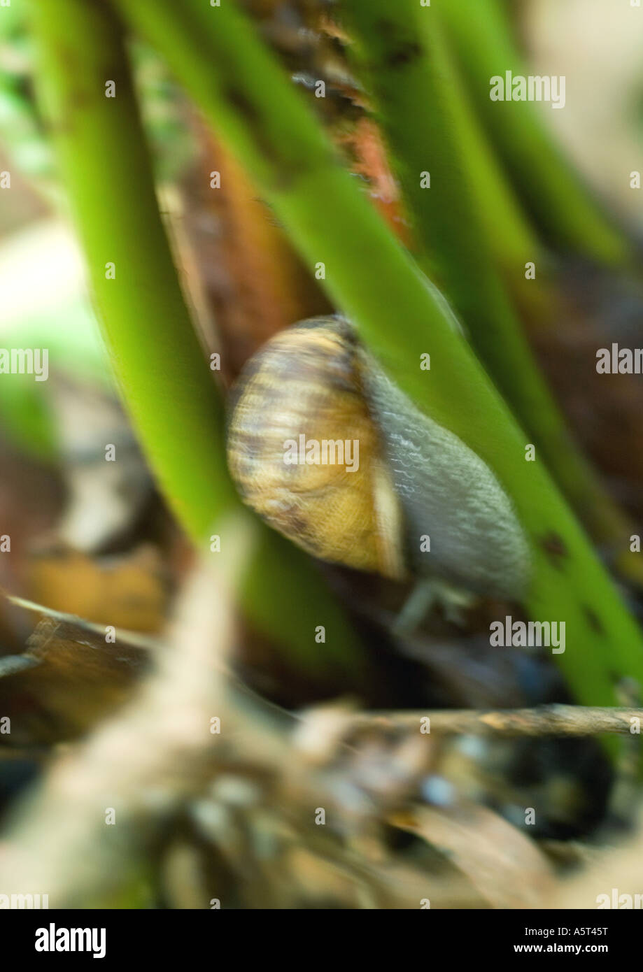 Snail crawling up plant stalk Stock Photo - Alamy